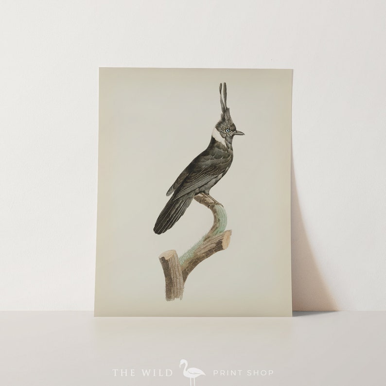 Vintage Bird Print Black Jay Print Tropical Bird Print Bird | Etsy