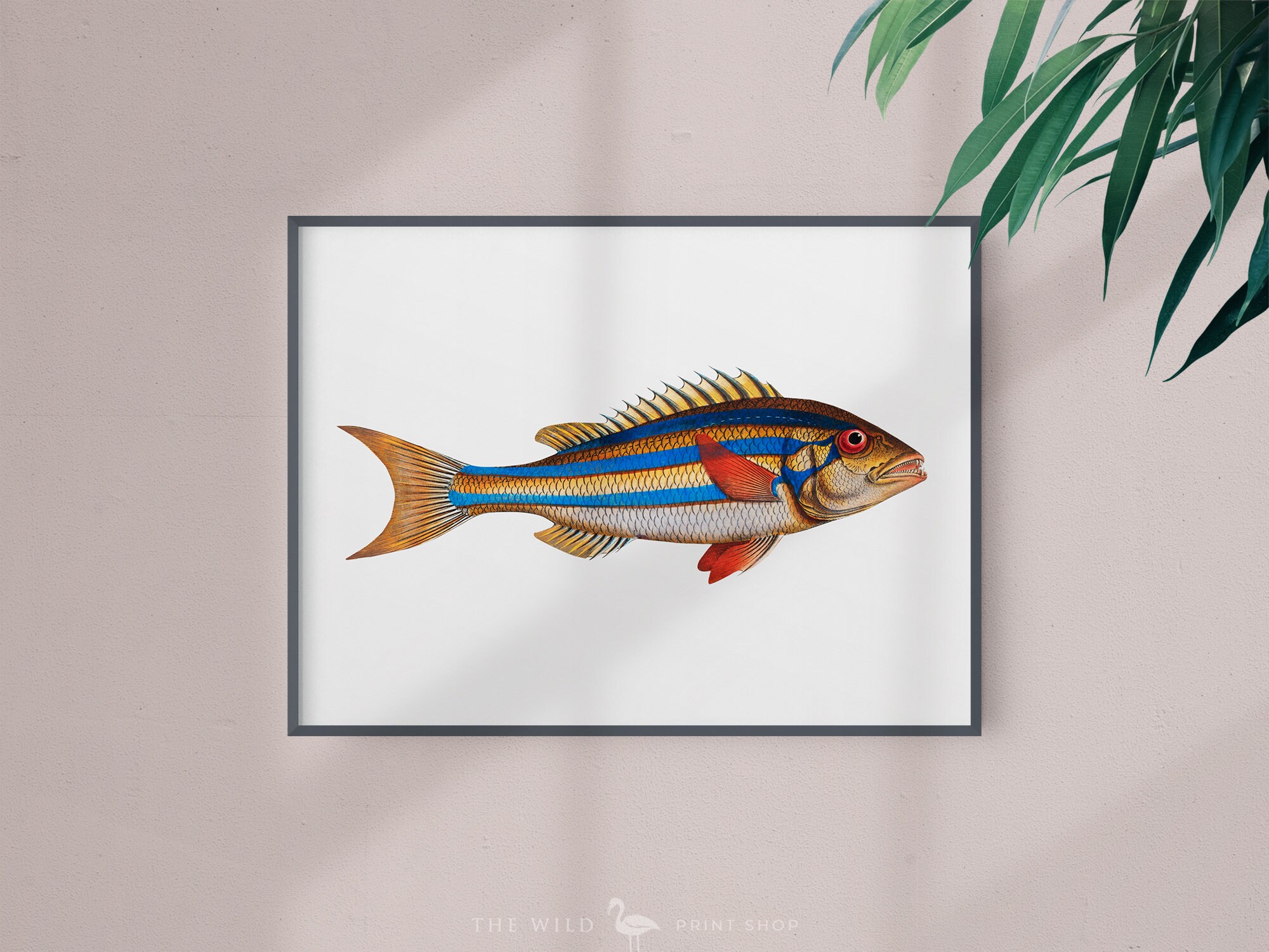 Vintage Fish Print Tropical Fish Print Fish Wall Art | Etsy