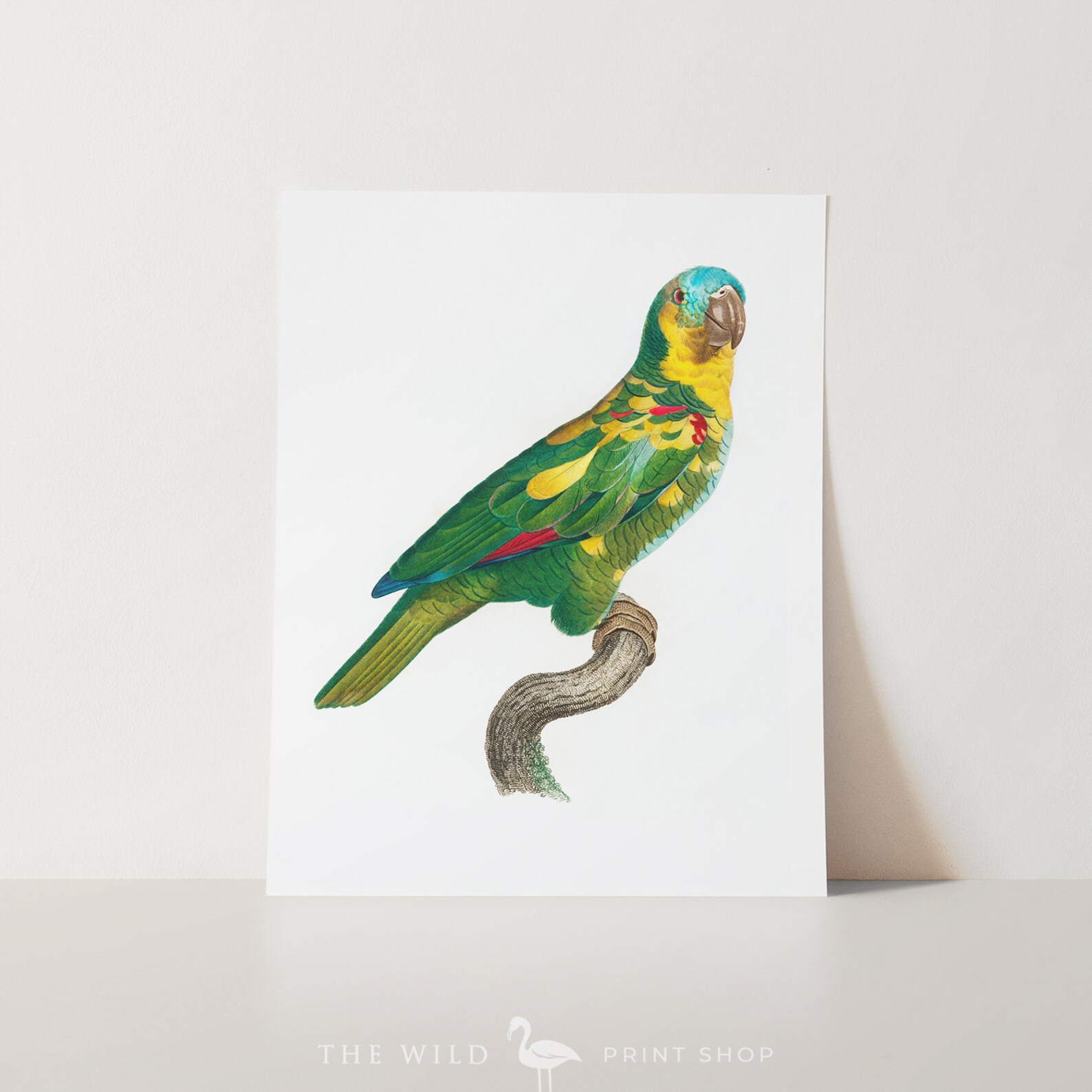 Vintage Parrot Print Amazon Parrot Print Parrot Print | Etsy
