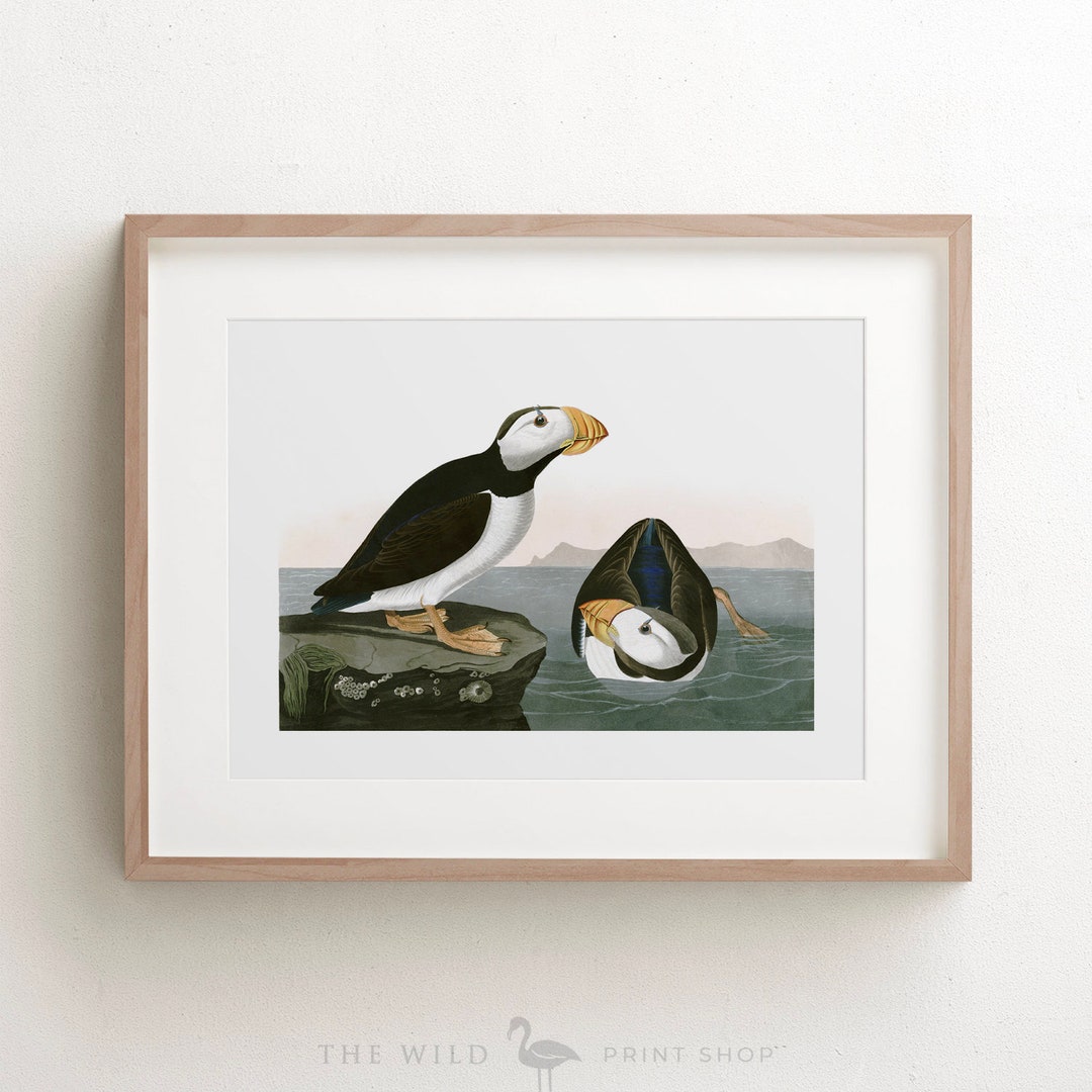 Vintage Bird Print Large Billed Puffin Print Bird Wall Art - Etsy