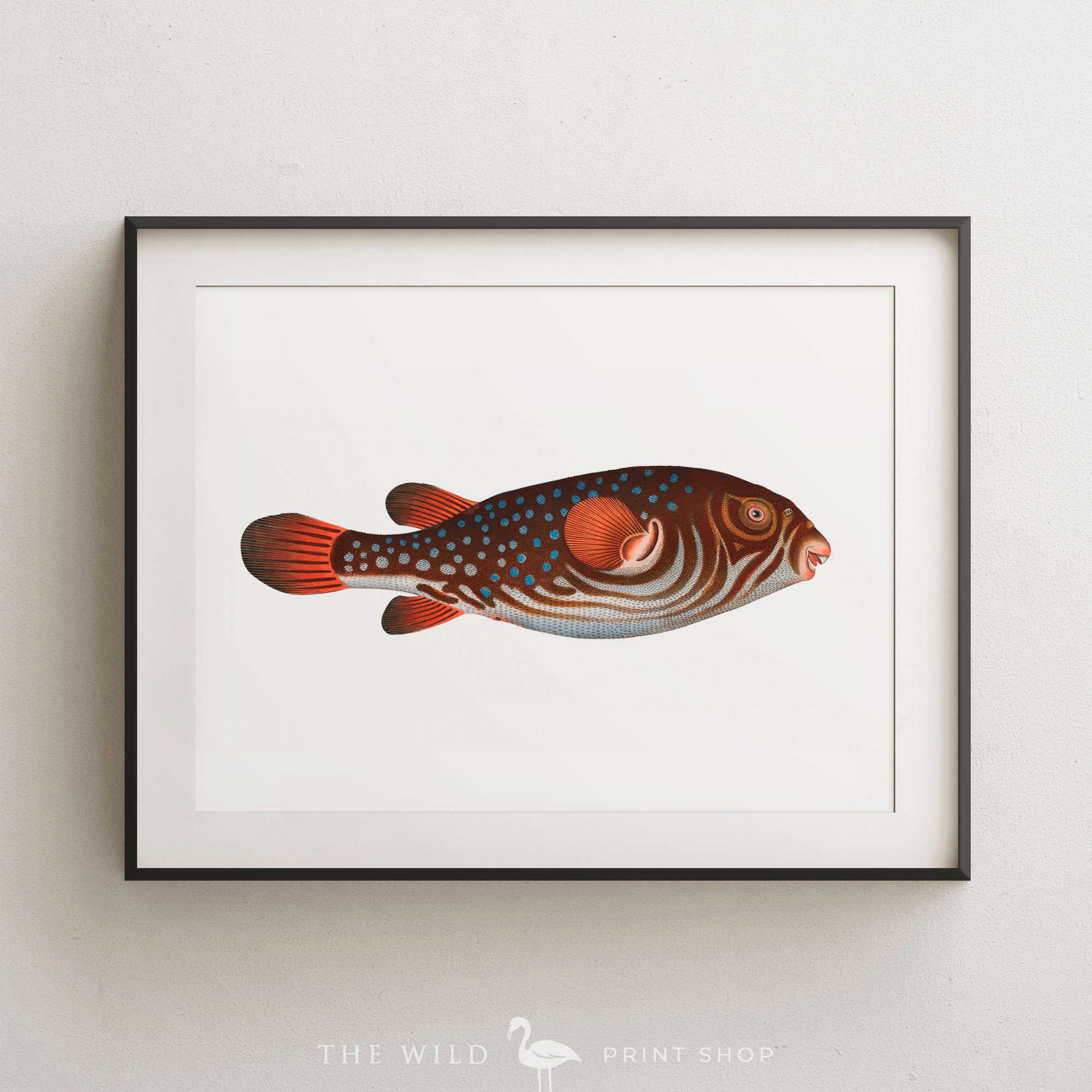 Vintage Fish Print Tropical Fish Print Fish Wall Art | Etsy