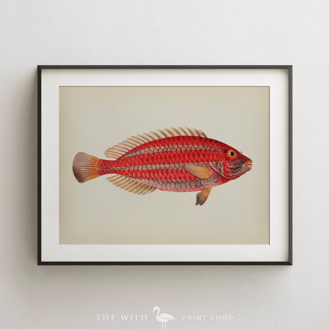 Vintage Fish Print Tropical Fish Print Fish Wall Art | Etsy