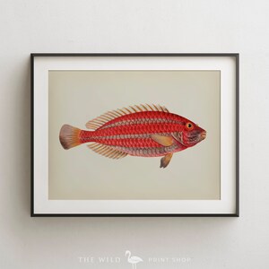 Vintage Fish Print Tropical Fish Print Fish Wall Art | Etsy