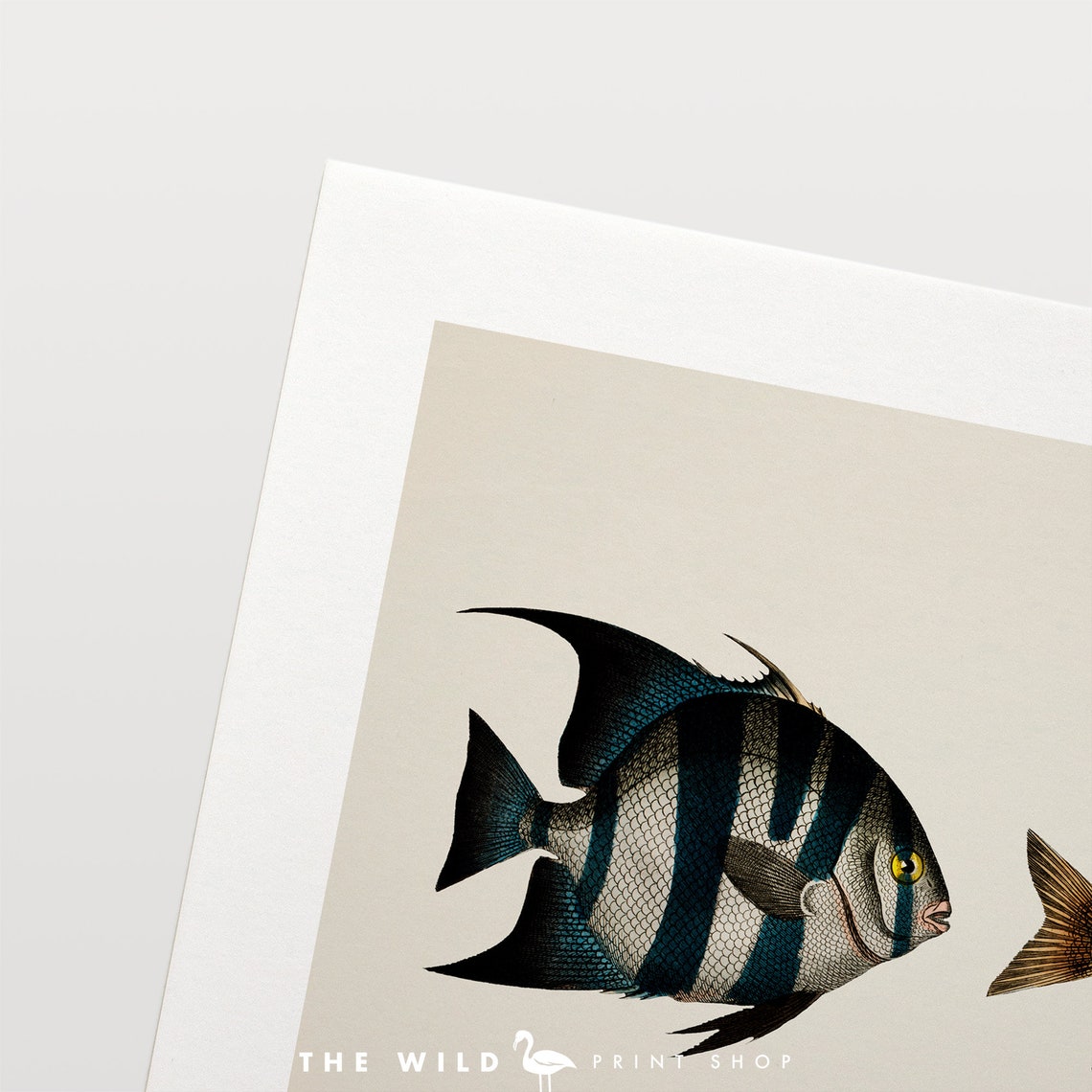 Angel Fish Print, Vintage Fish Print, Tropical Fish Print, Fish Wall ...