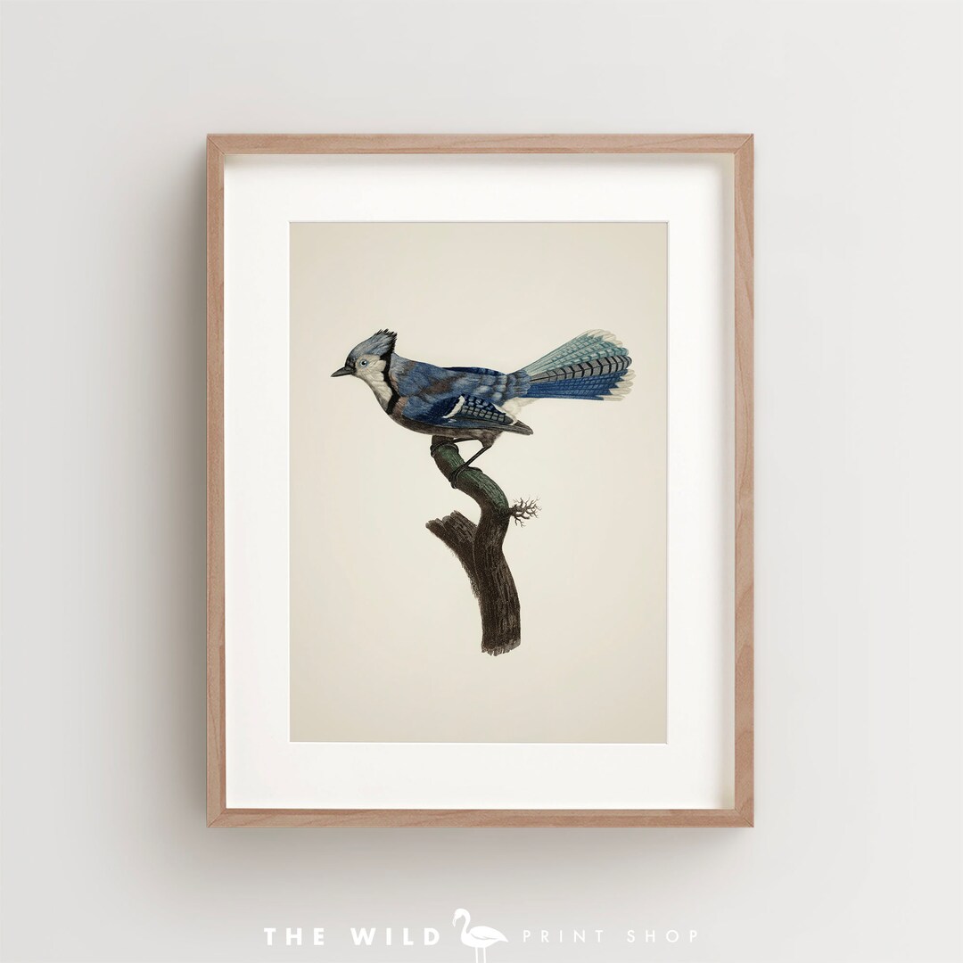 Vintage Bird Print, Blue Jay Print, Bird Wall Art, Bird Art Vertical - Etsy