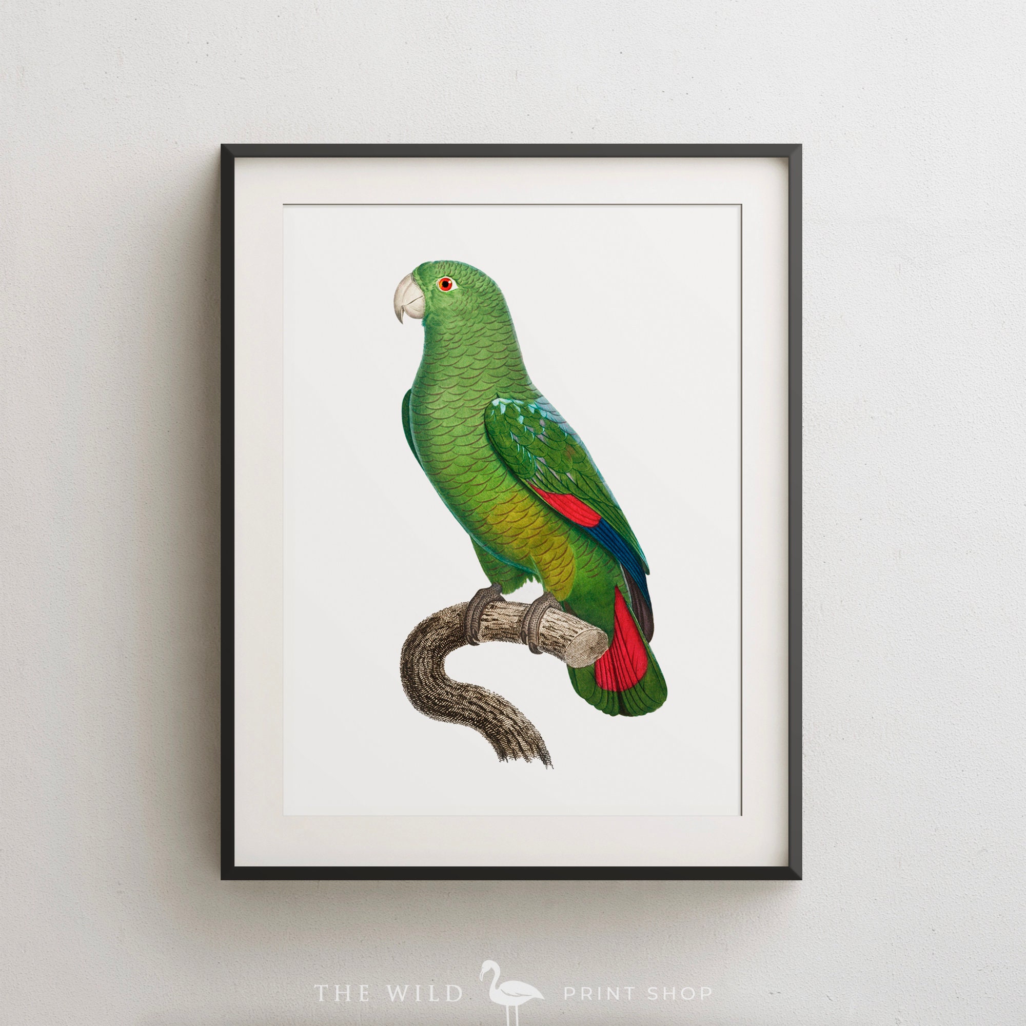 Vintage Parrot Print Amazon Parrot Print Parrot Print | Etsy