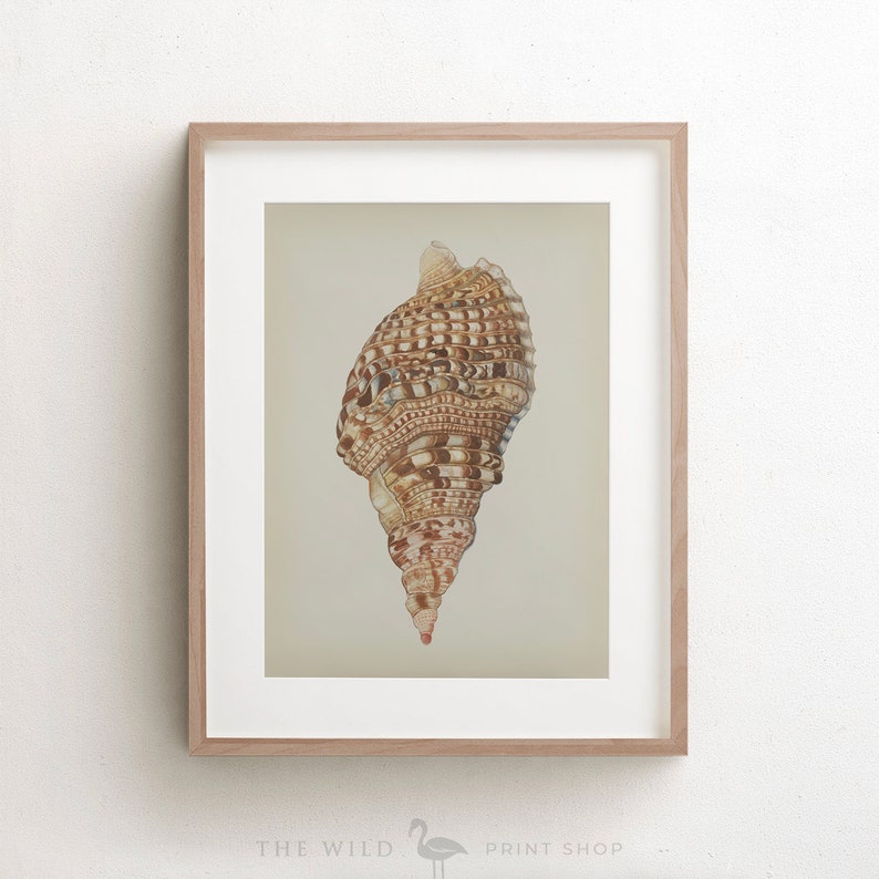 Seashell Print Vintage Seashell Print Seashell Wall Art - Etsy