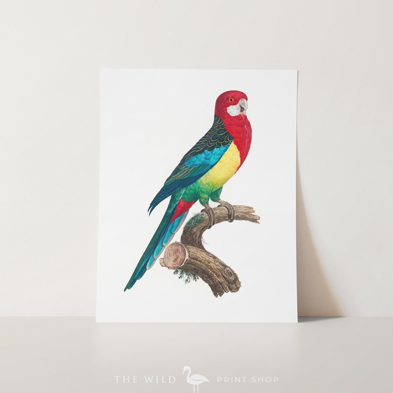 Vintage Parrot Print Eastern Rosella Print Parrot Print - Etsy
