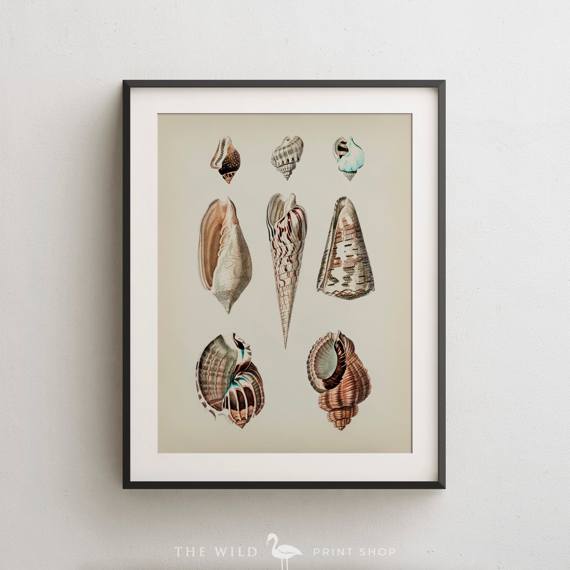 Seashell Print Vintage Seashell Print Seashell Wall Art | Etsy