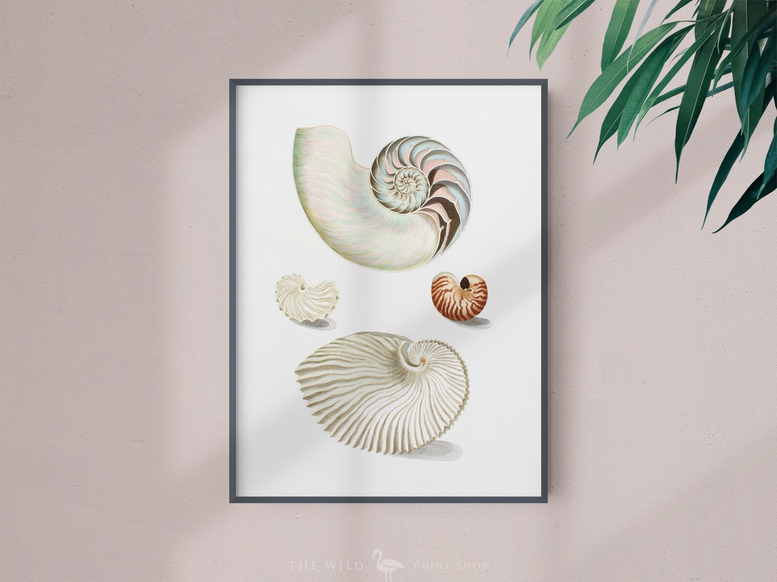 Nautilus Shell Print Seashell Print Vintage Seashell Print | Etsy
