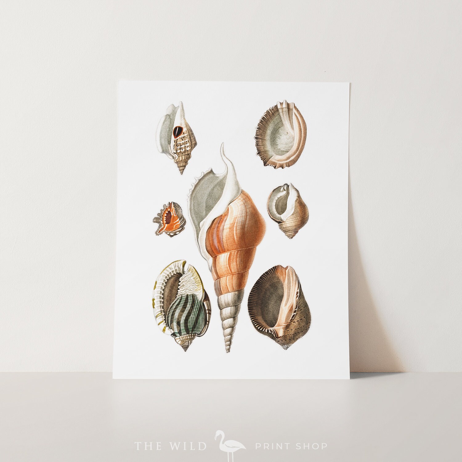 Seashell Print Vintage Seashell Print Seashell Wall Art | Etsy