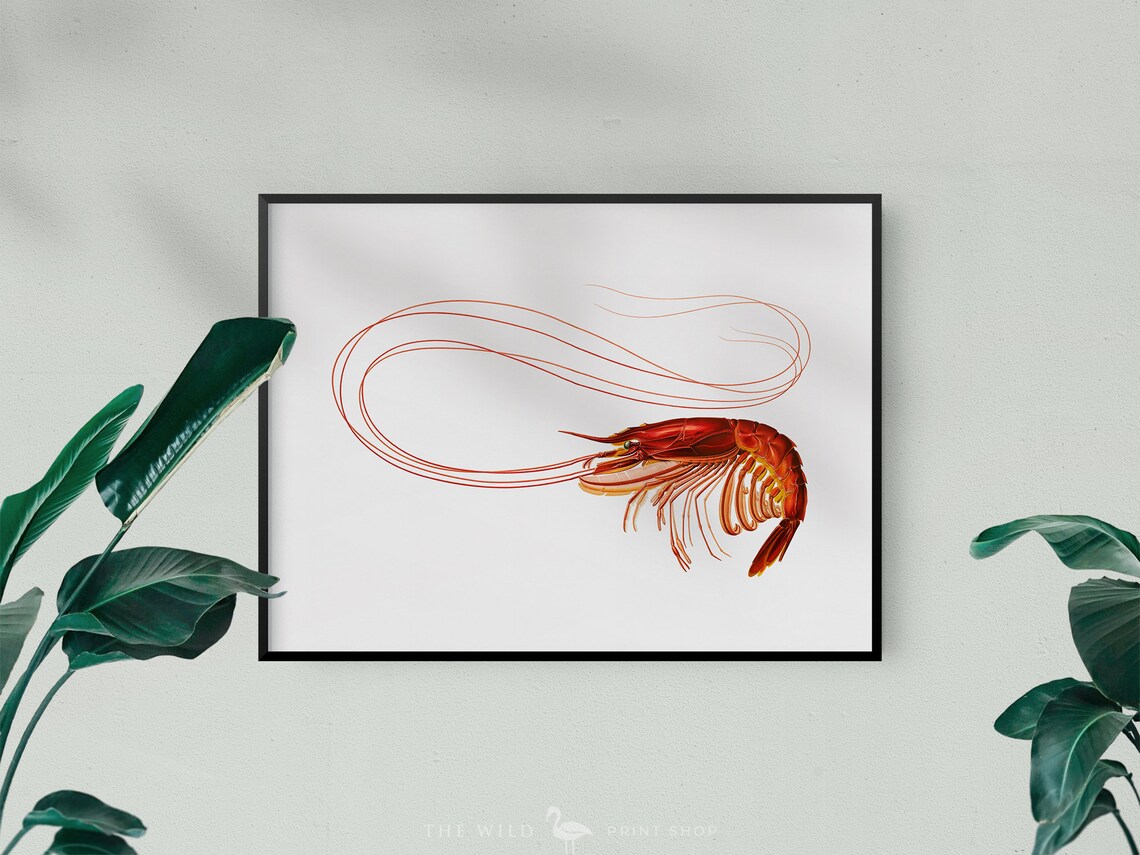 Shrimp Print Vintage Shrimp Print Shrimp Wall Art Nautical | Etsy