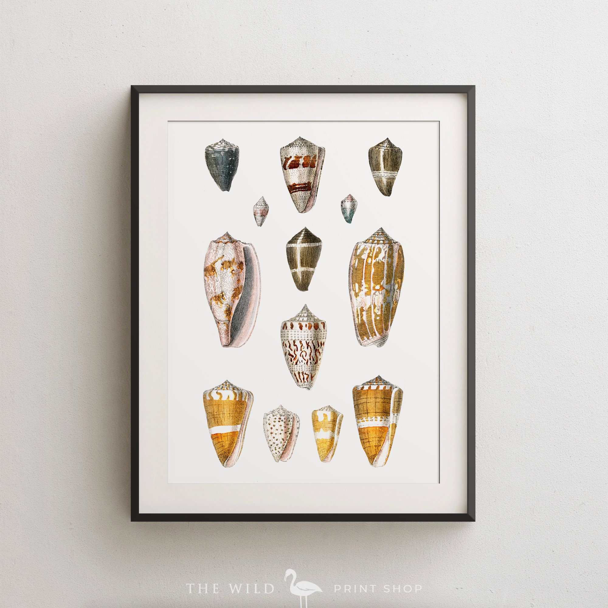 Seashell Print Vintage Seashell Print Seashell Wall Art | Etsy