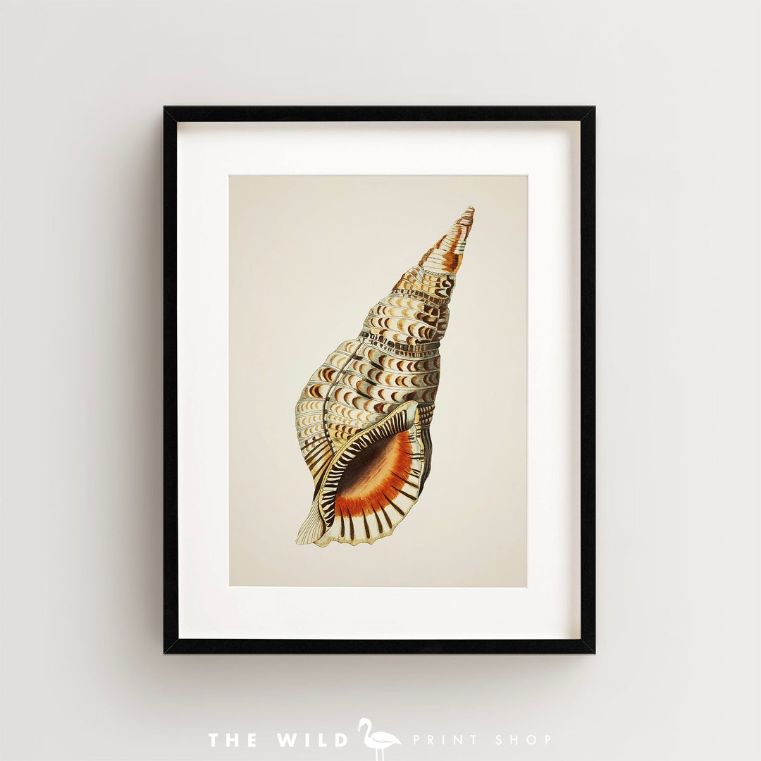 Seashell Print, Vintage Seashell Print, Seashell Wall Art, Nautical ...
