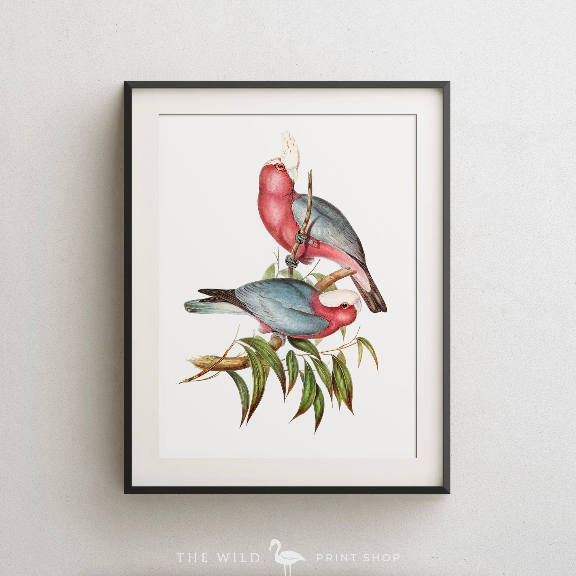 Vintage Parrot Print Pink Galah Print Parrot Print Vintage | Etsy