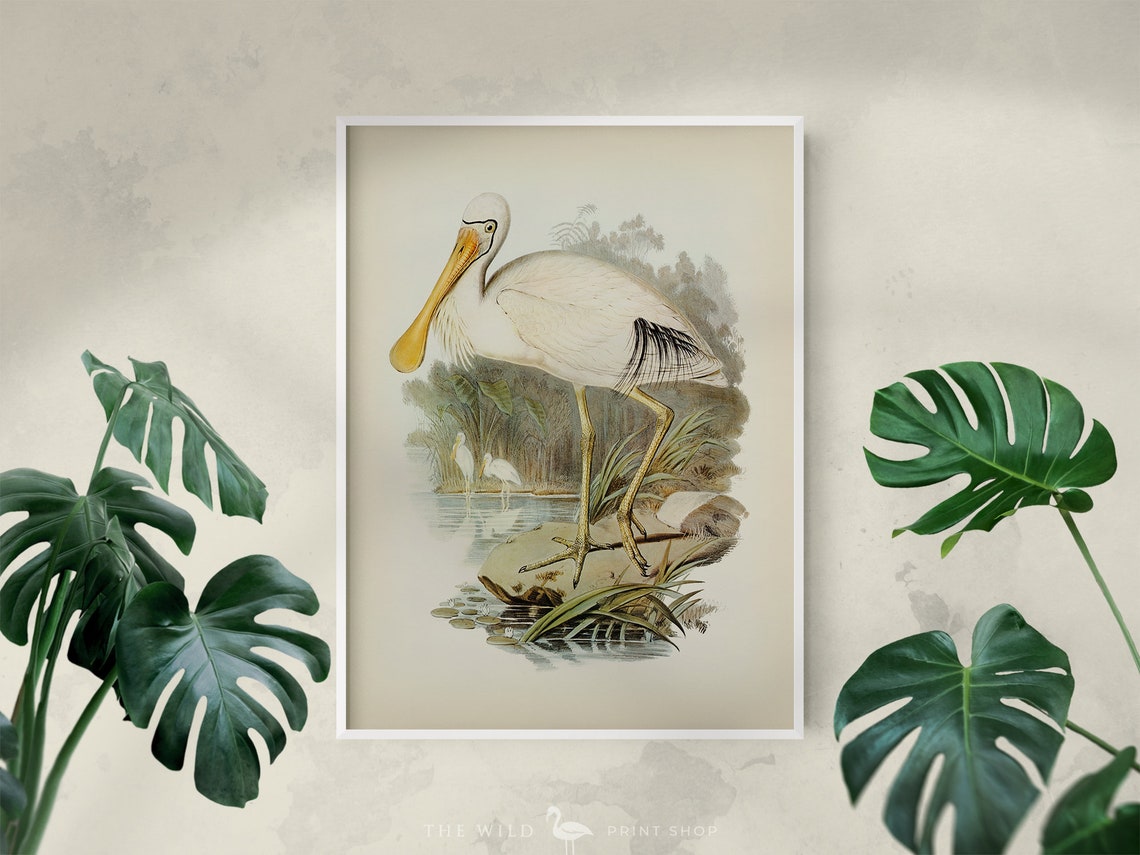 Vintage Bird Print Spoonbill Print Coastal Bird Print Bird | Etsy