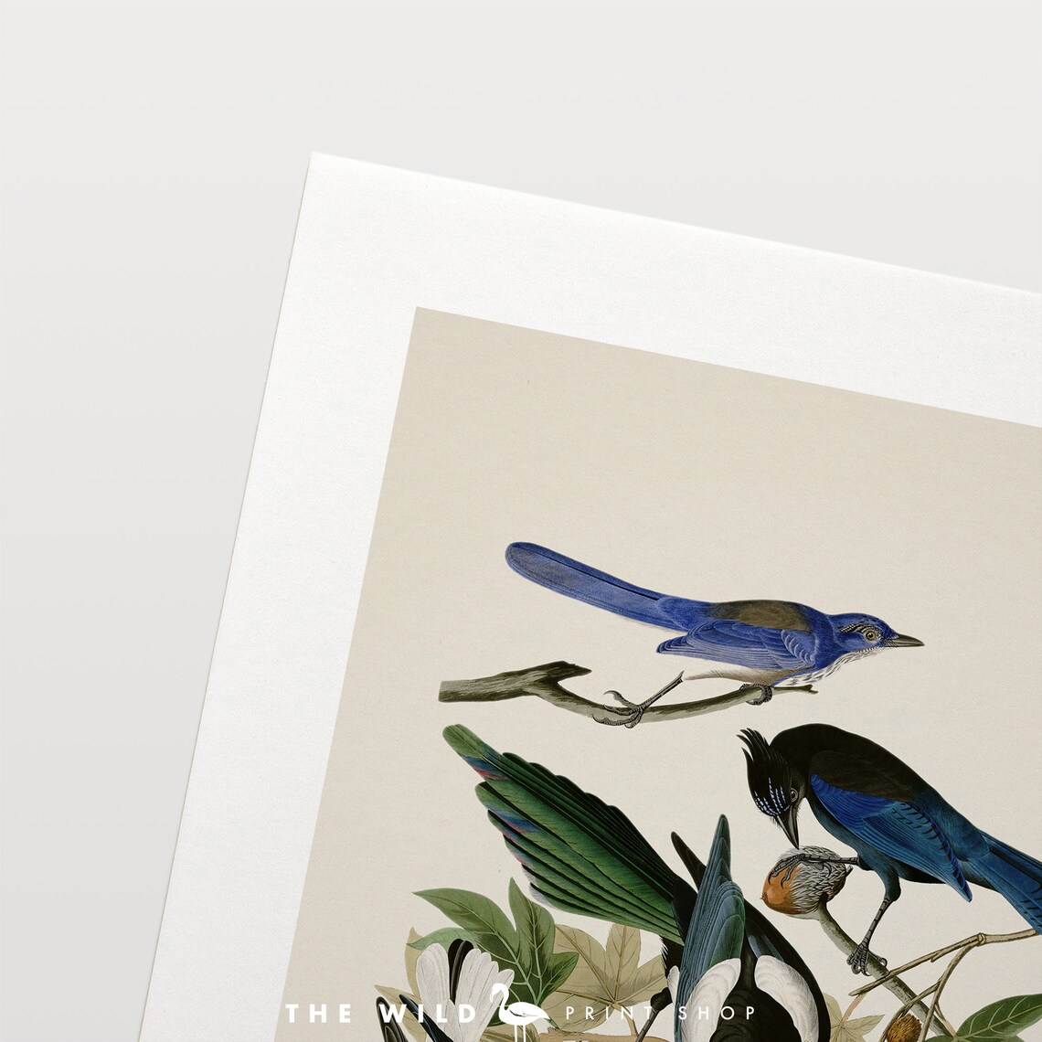 Vintage Bird Print, Yellow Billed Magpie Print, Bird Wall Art, Audubon ...