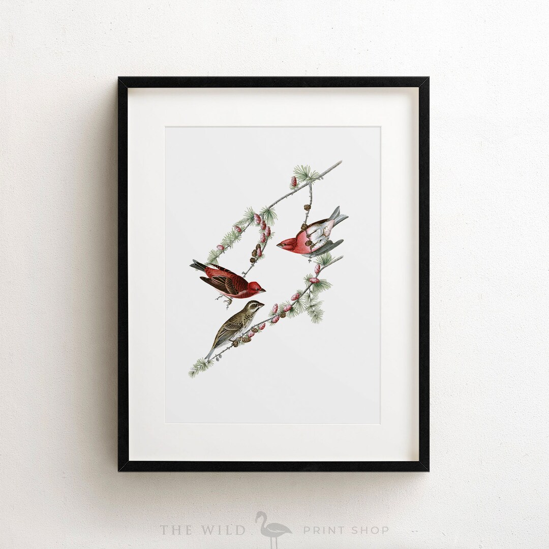 Vintage Bird Print, Purple Finch Print, Bird Wall Art, Audubon Bird ...