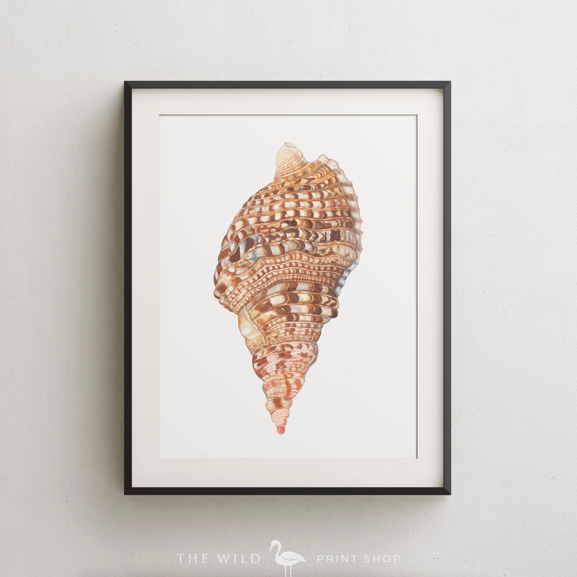 Seashell Print Vintage Seashell Print Seashell Wall Art | Etsy
