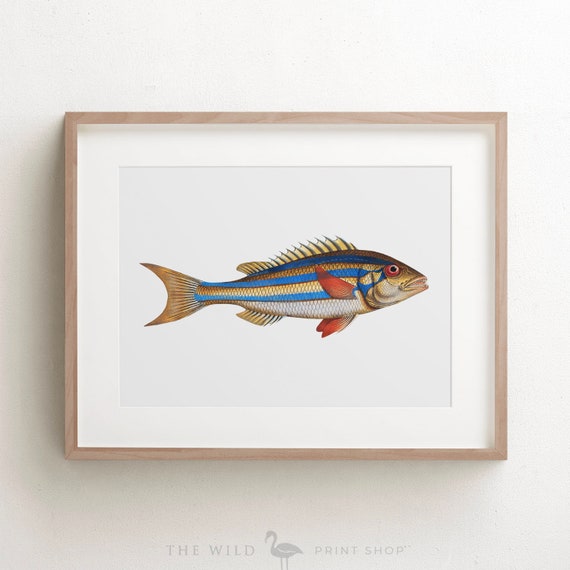 Vintage Fish Print Tropical Fish Print Fish Wall Art | Etsy