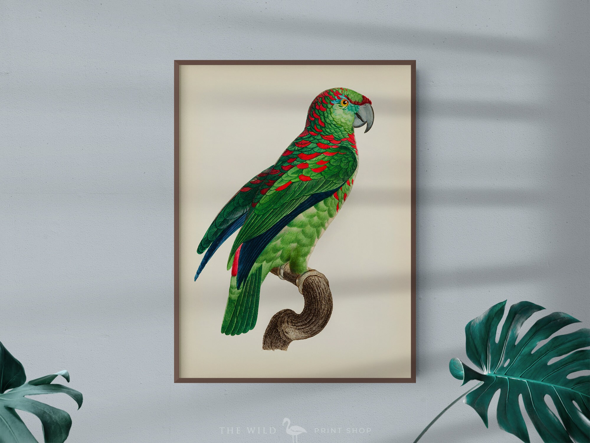 Vintage Parrot Print Amazon Parrot Print Parrot Print | Etsy