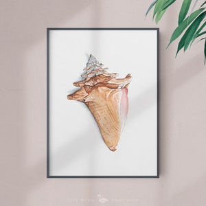 Seashell Print Vintage Seashell Print Seashell Wall Art | Etsy
