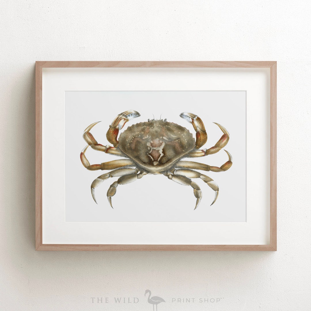 Crab Print Vintage Crab Print Crab Wall Art Nautical Print - Etsy