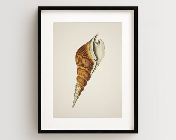 Seashell Print, Vintage Seashell Print, Seashell Wall Art, Nautical ...