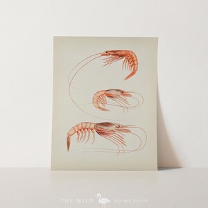Shrimp Print Vintage Shrimp Print Shrimp Wall Art Nautical - Etsy