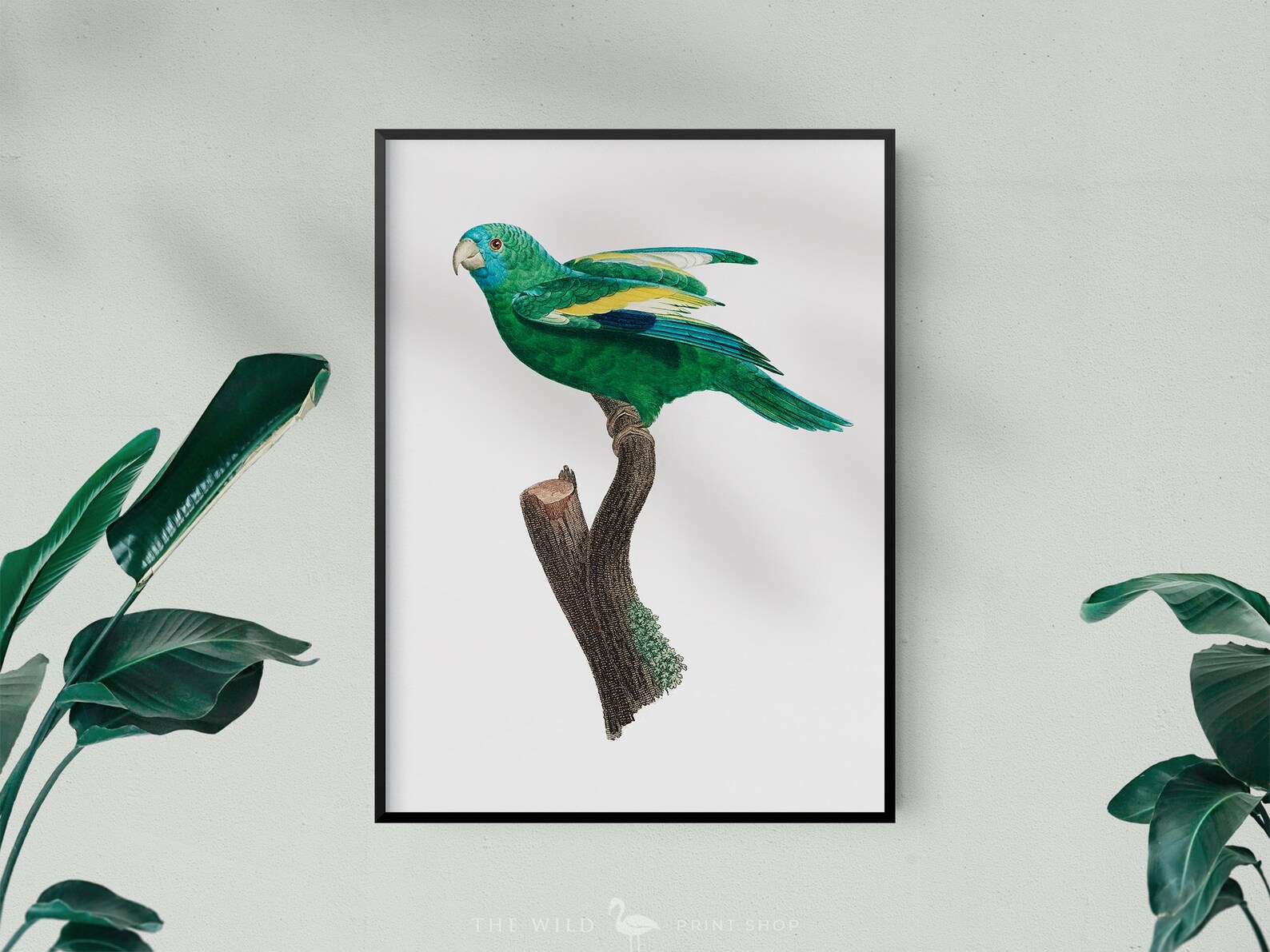 Vintage Parrot Print Parakeet Print Parrot Print Vintage | Etsy