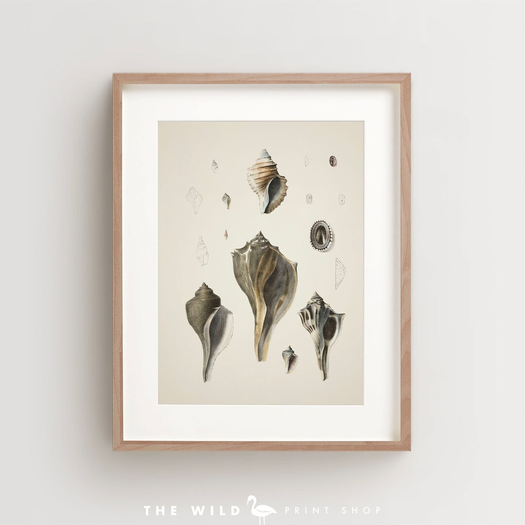 Seashell Print, Vintage Seashell Print, Seashell Wall Art, Nautical ...
