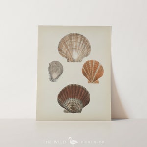 Seashell Print Vintage Seashell Print Seashell Wall Art - Etsy