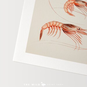 Shrimp Print, Vintage Shrimp Print, Shrimp Wall Art, Nautical Print ...