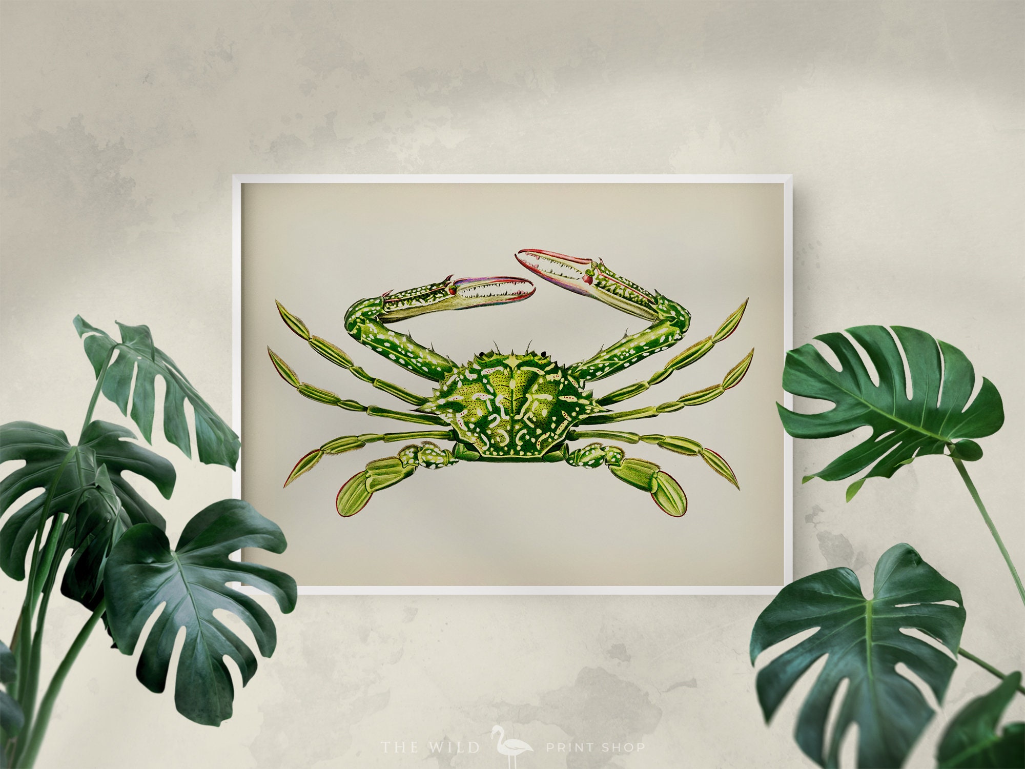Crab Print Vintage Crab Print Crab Wall Art Nautical Print | Etsy