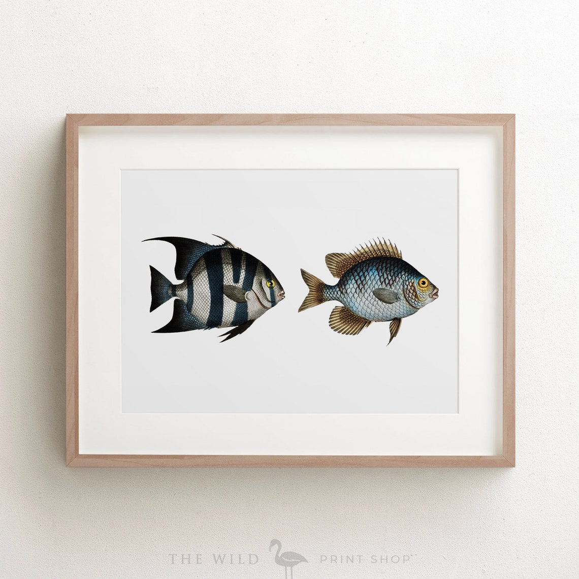 Angel Fish Print Vintage Fish Print Tropical Fish Print - Etsy