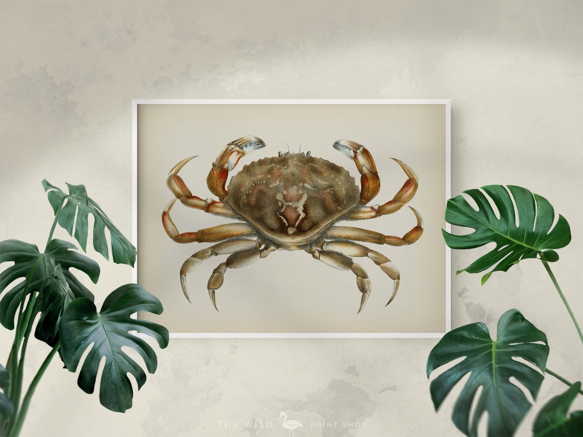 Crab Print Vintage Crab Print Crab Wall Art Nautical Print | Etsy