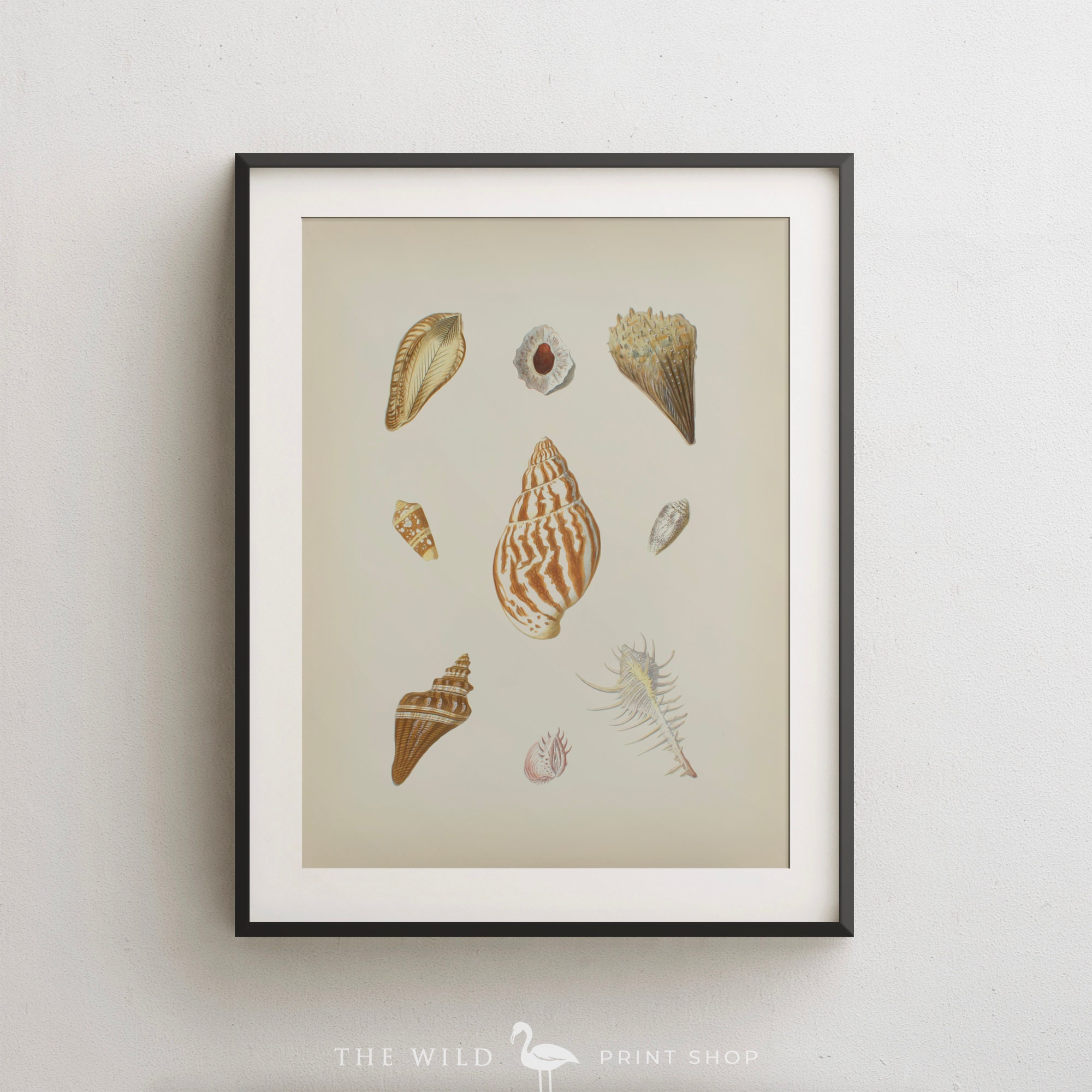 Seashell Print Vintage Seashell Print Seashell Wall Art | Etsy