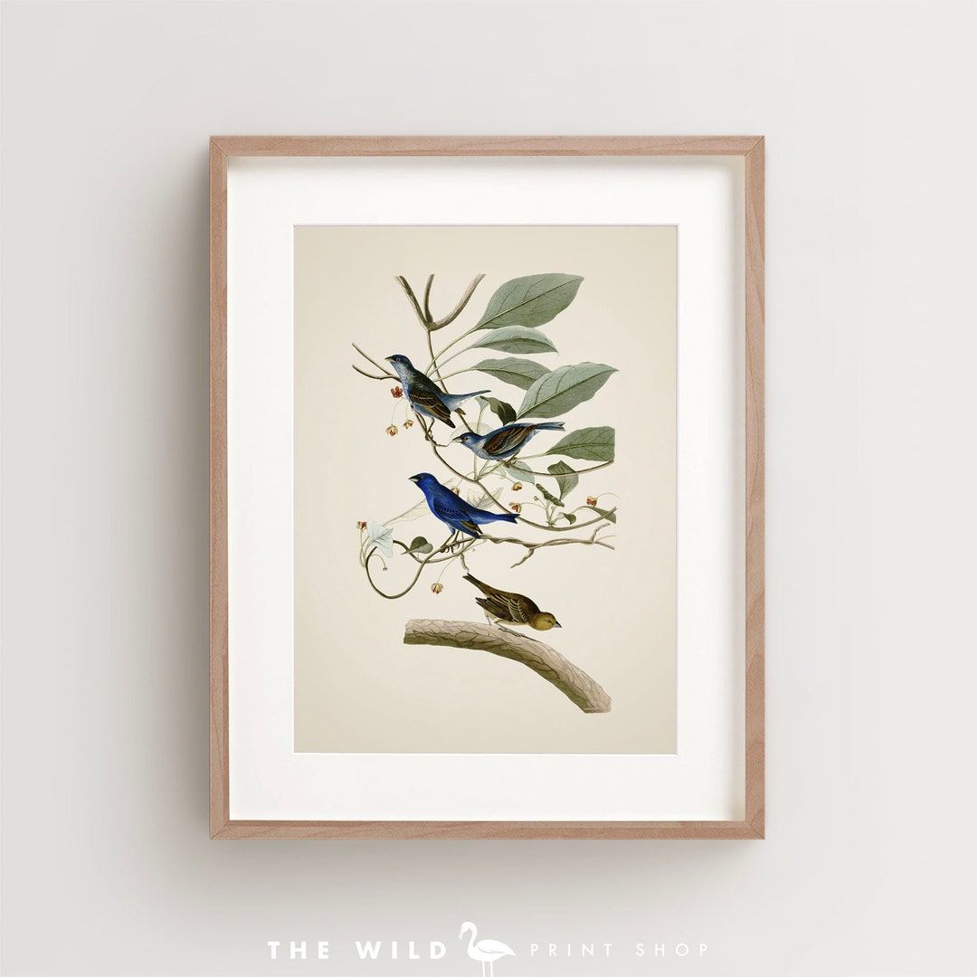 Vintage Bird Print, Indigo Bird Print, Bird Wall Art, Audubon Bird ...