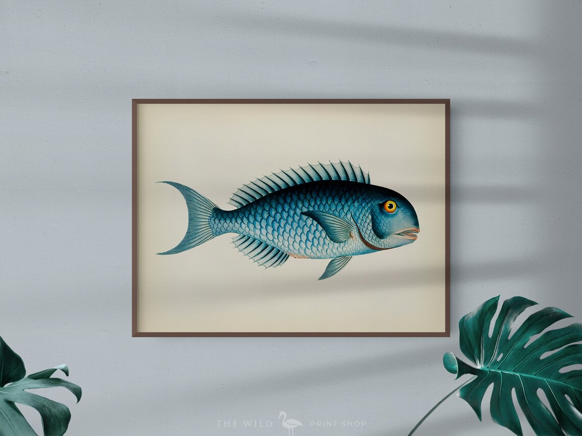 Vintage Fish Print Tropical Fish Print Fish Wall Art | Etsy