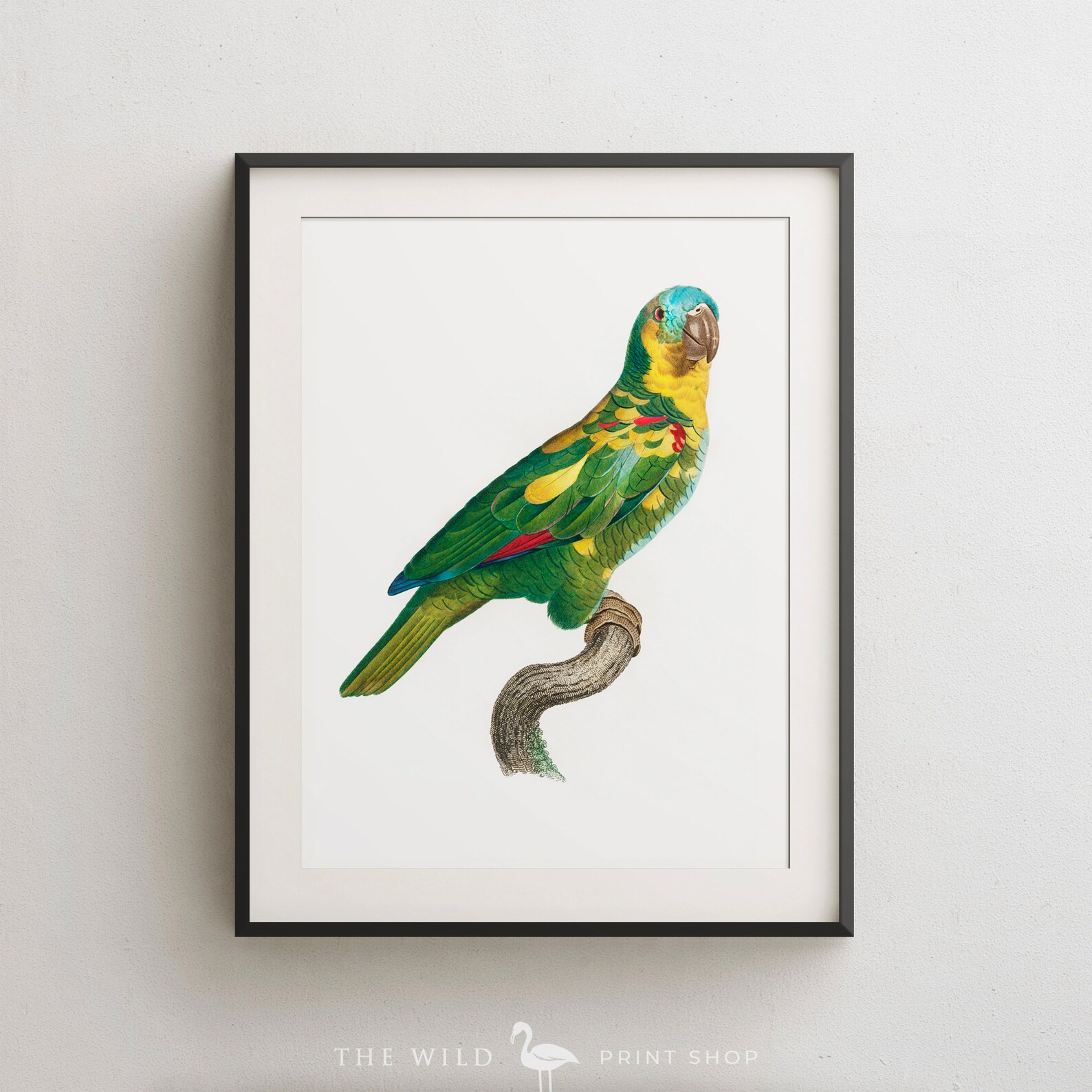 Vintage Parrot Print Amazon Parrot Print Parrot Print | Etsy