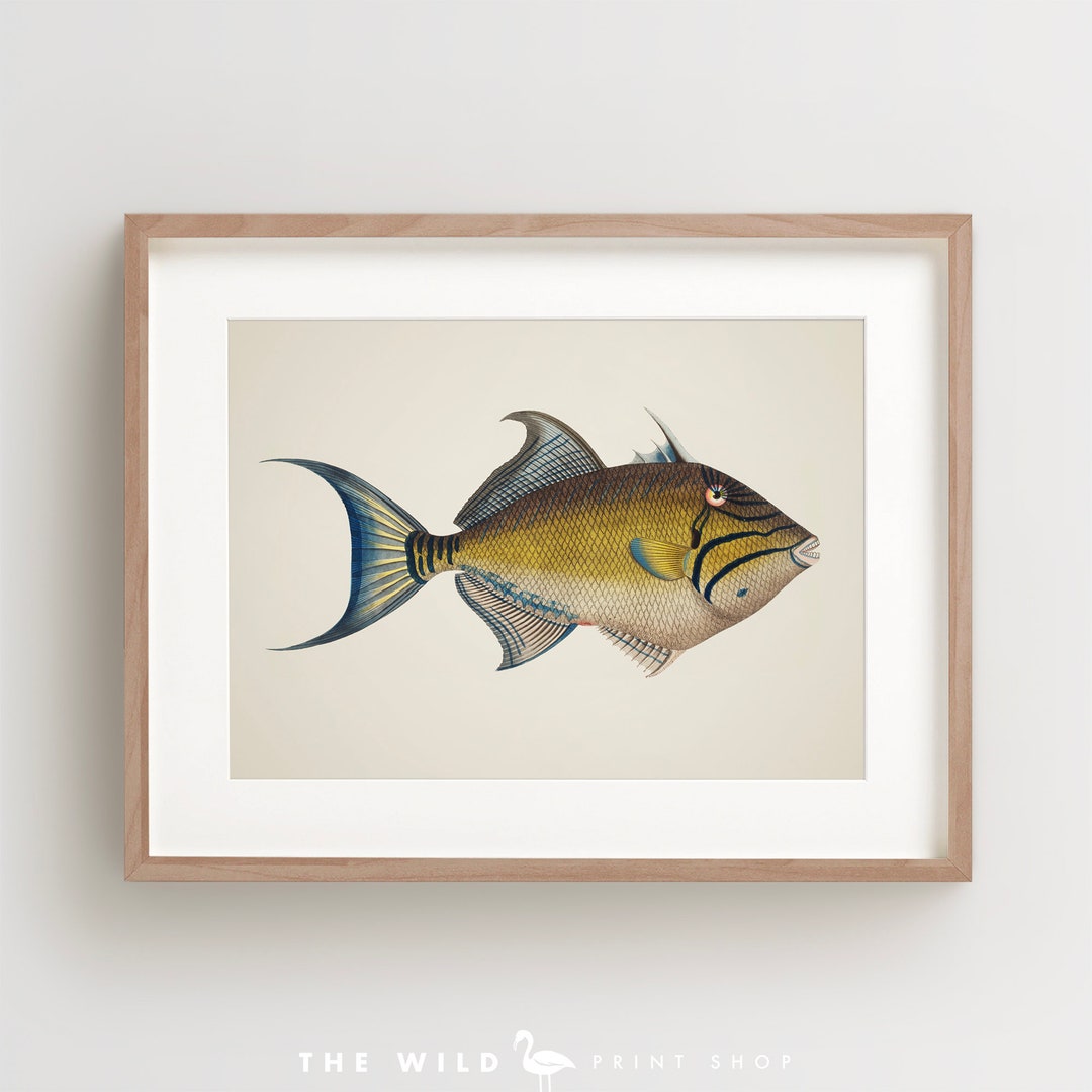 Vintage Fish Print, Tropical Fish Print, Fish Wall Art, Nautical Print ...
