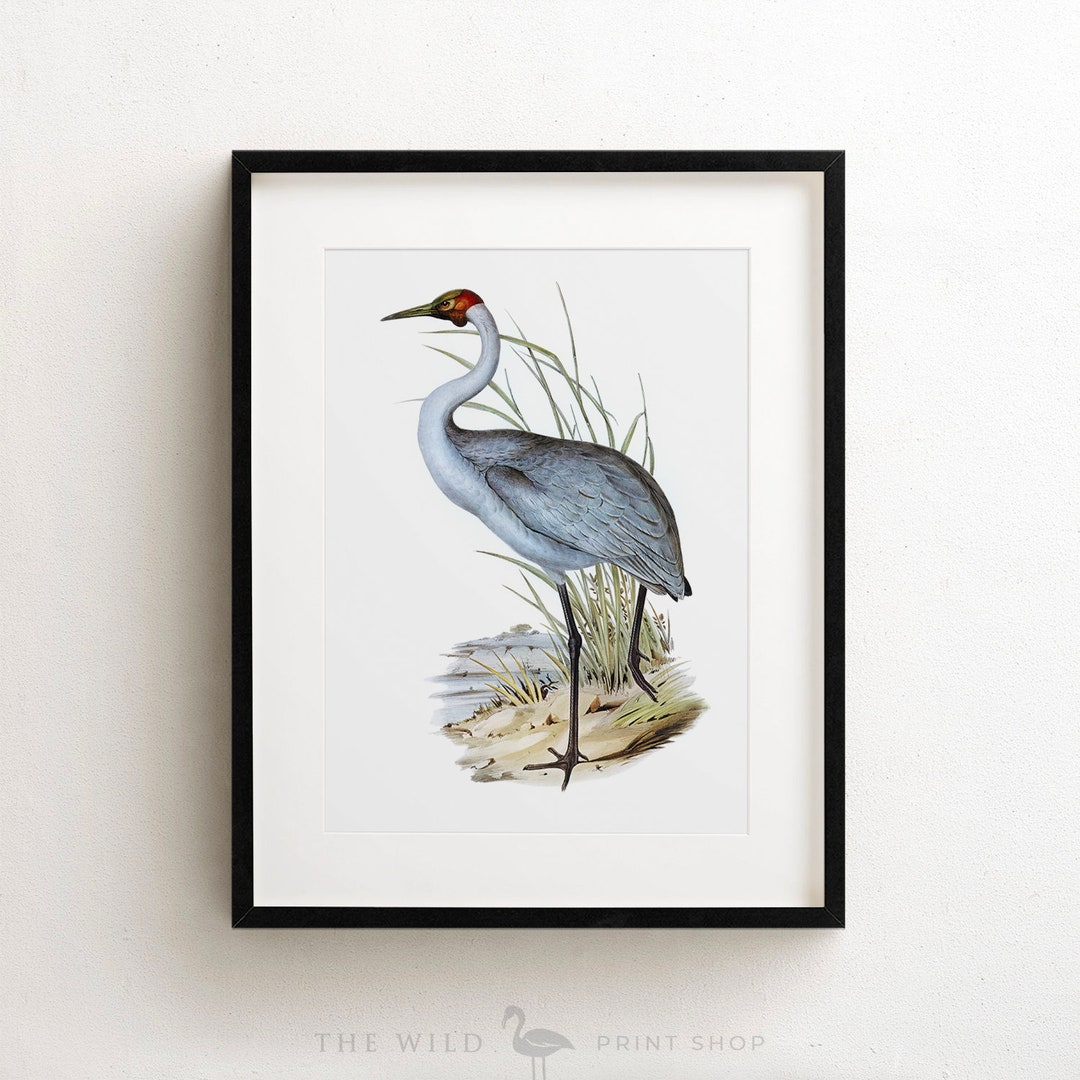 Vintage Bird Print, Crane Print, Coastal Bird Print, Bird Wall Art ...