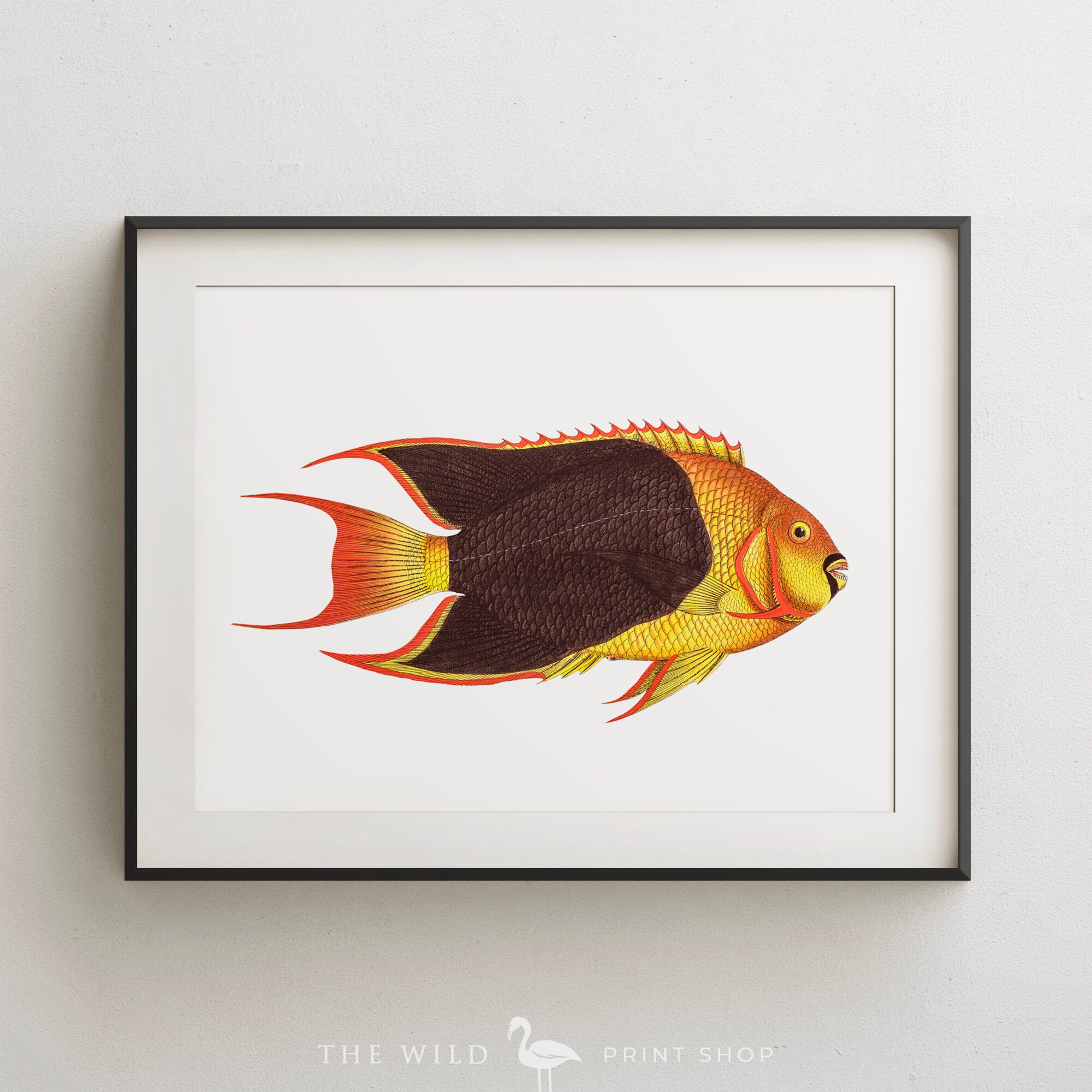 Vintage Fish Print Tropical Fish Print Fish Wall Art | Etsy