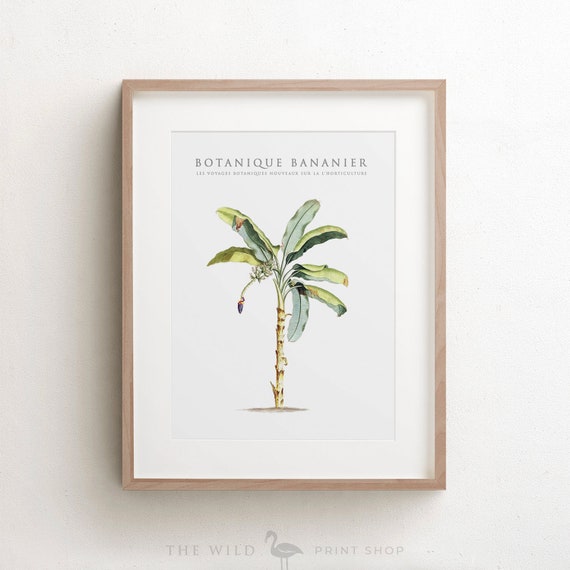 Banana Tree Print Banana Tree Art Print Vintage Botanical - Etsy