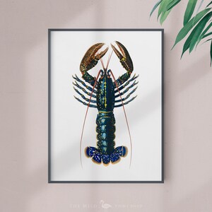 Lobster Print Vintage Lobster Print Lobster Wall Art | Etsy