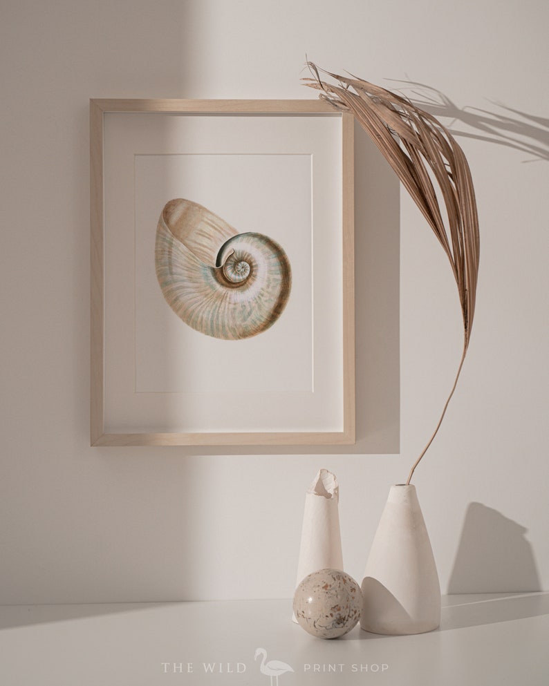 Nautilus Shell Print Seashell Print Vintage Seashell Print | Etsy