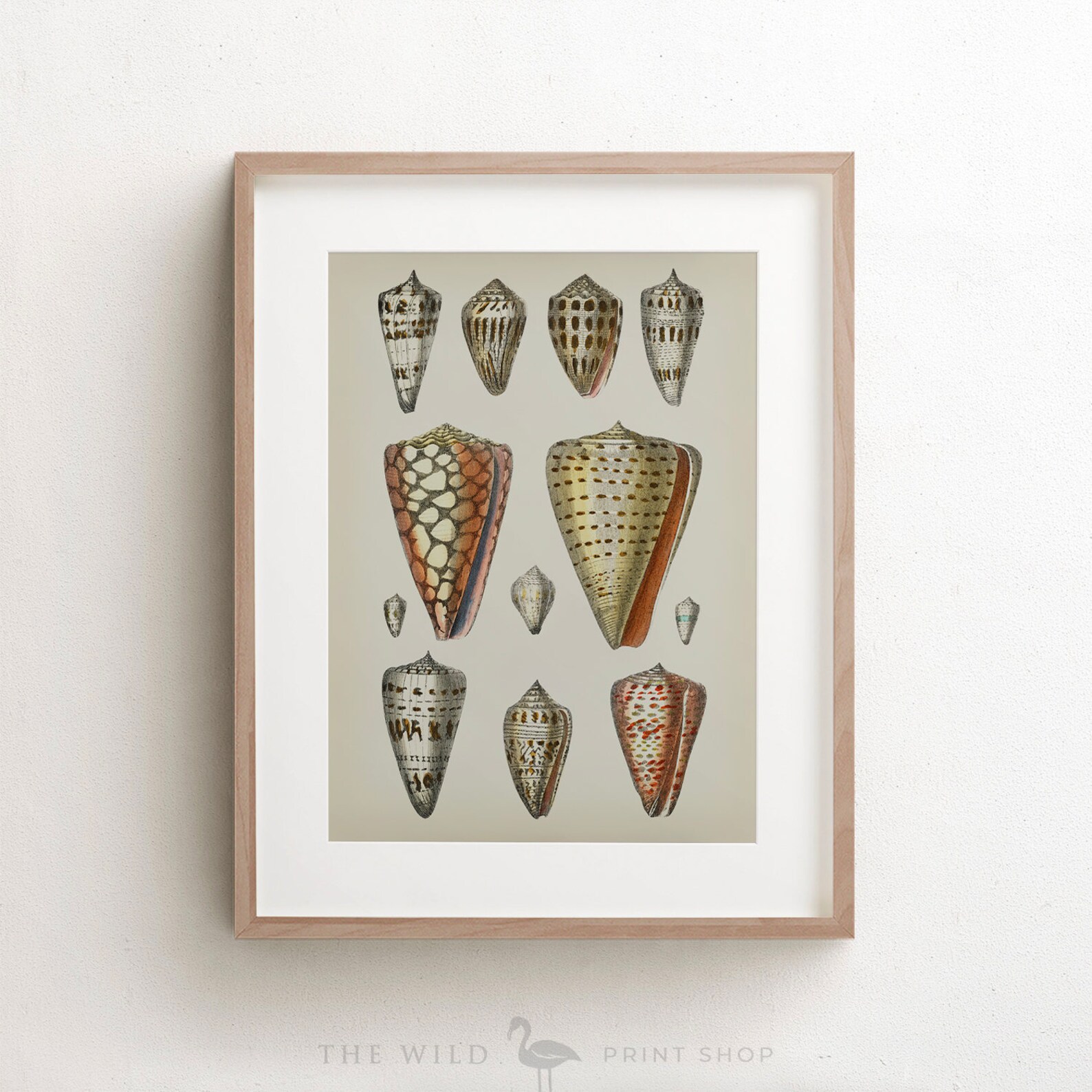 Seashell Print Vintage Seashell Print Seashell Wall Art - Etsy