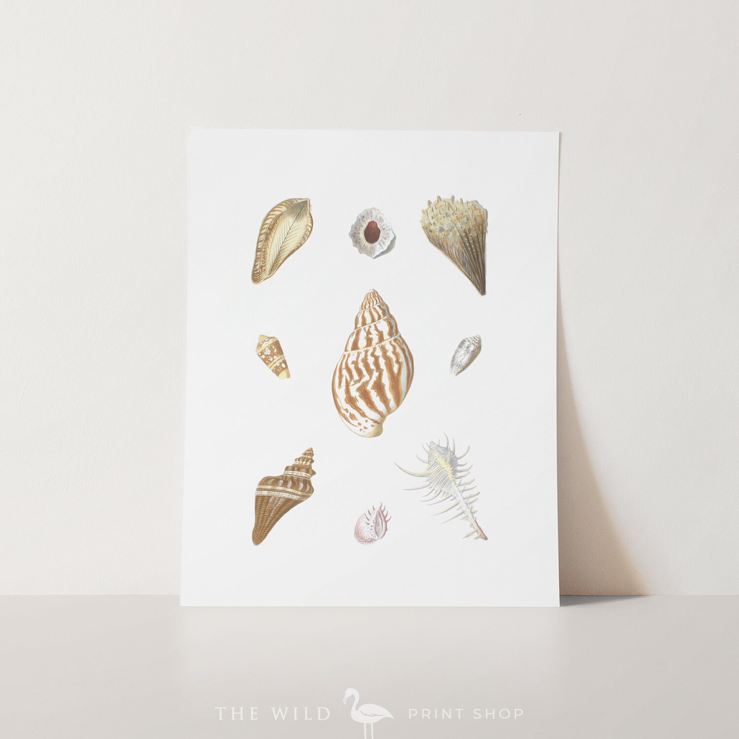 Seashell Print Vintage Seashell Print Seashell Wall Art | Etsy