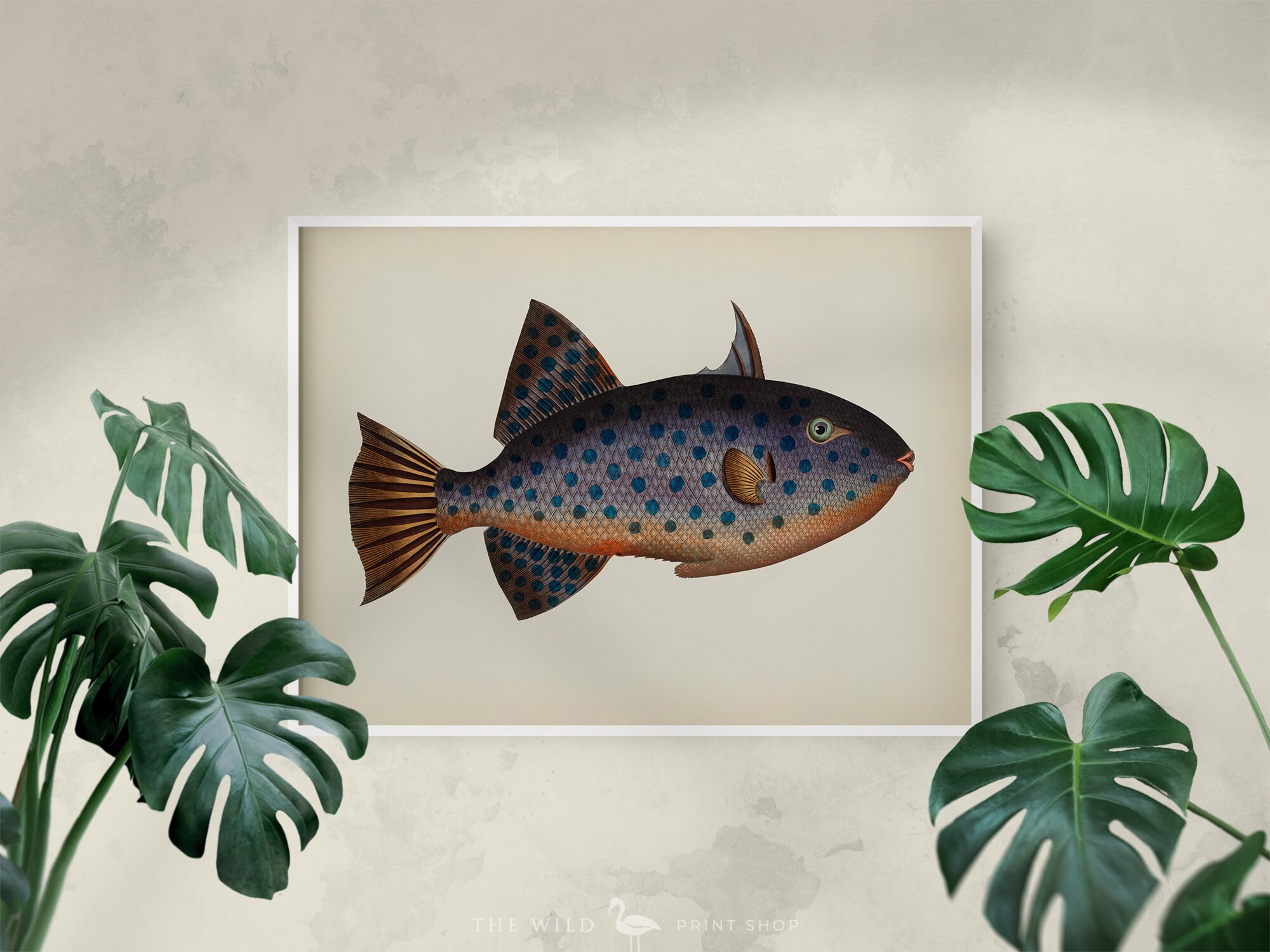 Vintage Fish Print Tropical Fish Print Fish Wall Art | Etsy