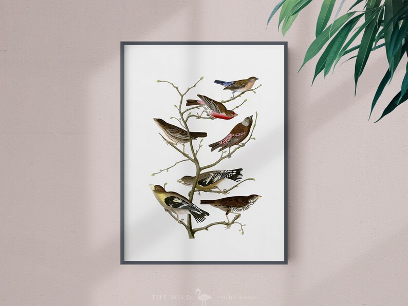 Vintage Bird Print Lazuli Finch Print Bird Wall Art Audubon | Etsy